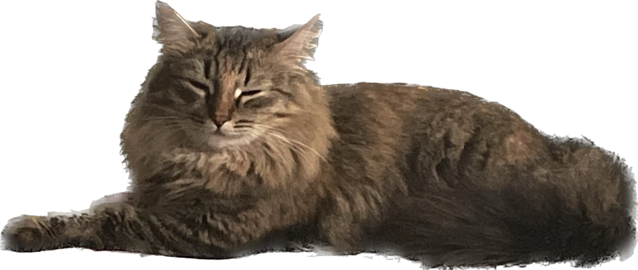 Live-Room - SimkaFox